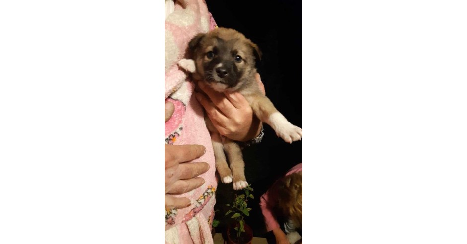 Adoptie catelusi de talie medie, pufosi si patati | arhiva Okazii.ro