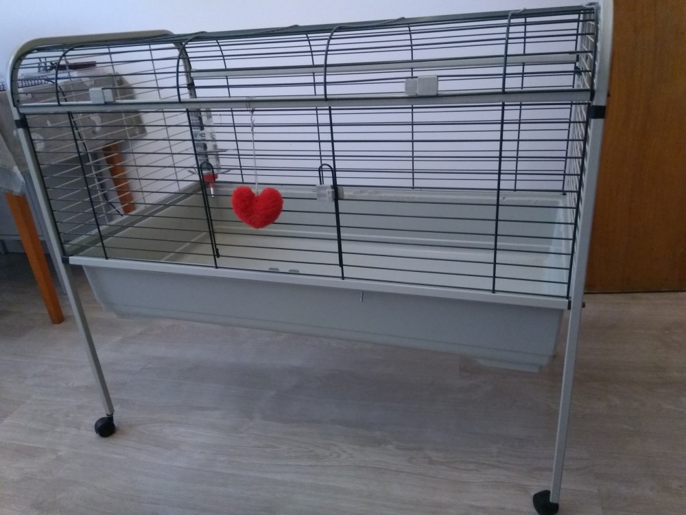 Cusca pe ro?i - animale mici - rozatoare - pisica - porcusor de Guineea ...