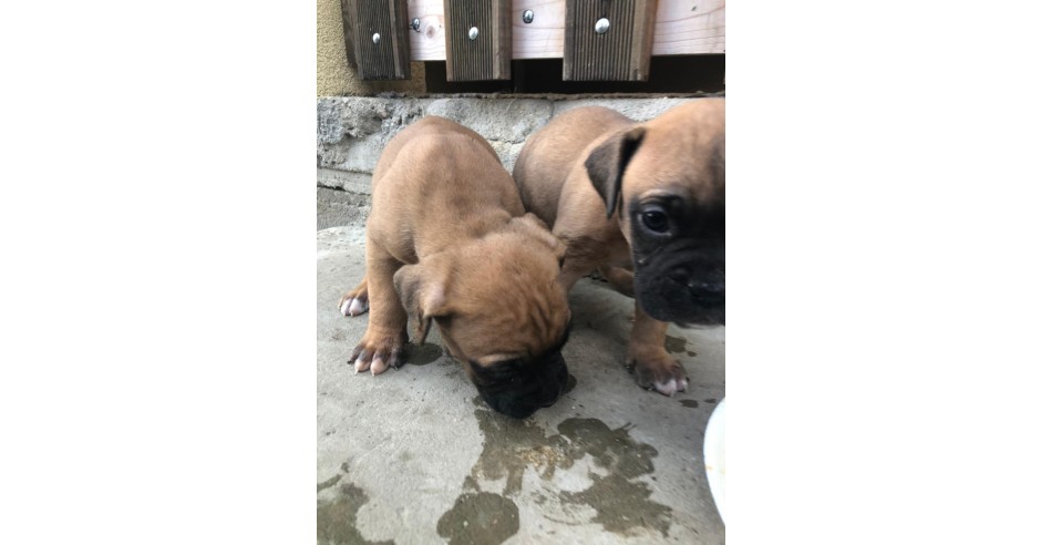 Pui Boxer german femele | arhiva Okazii.ro