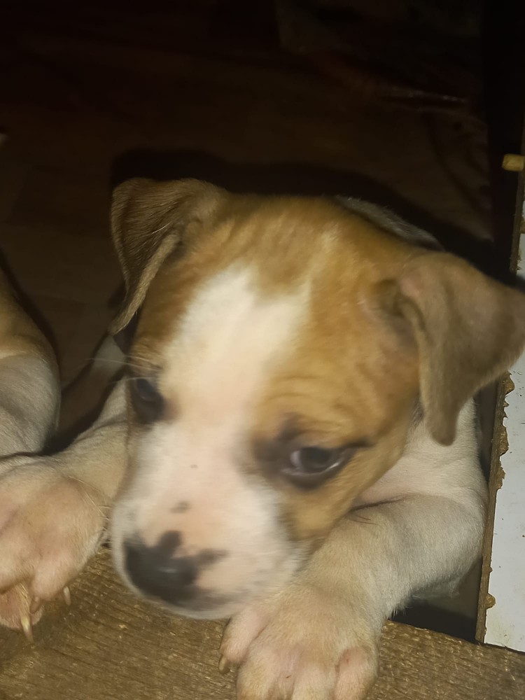 Vind pui Amstaff | arhiva Okazii.ro