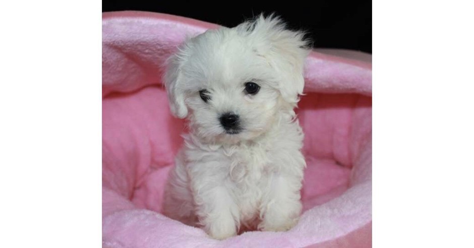 pui Bichon maltez | arhiva Okazii.ro