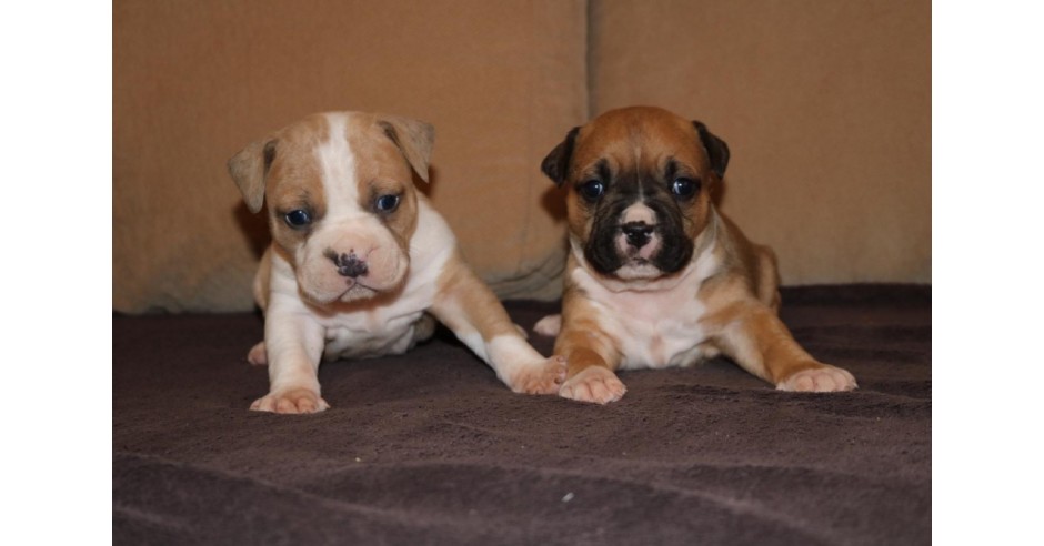 Pui New English Bulldog catei de rasa pedigree campioni . Ocazie unica ...