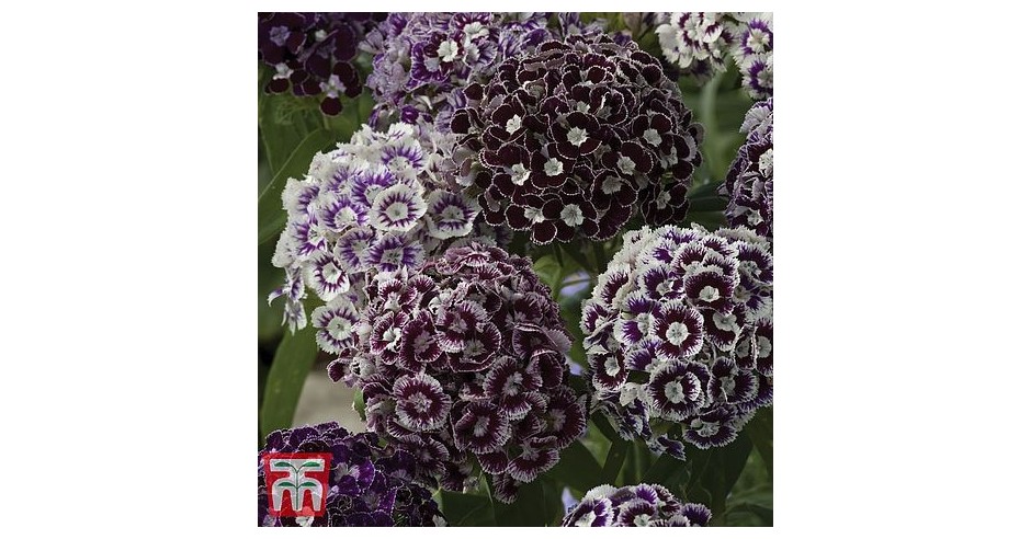 Seminte Garofite Turcesti (Dianthus Barbatus) Mix Culori, 10 seminte ...