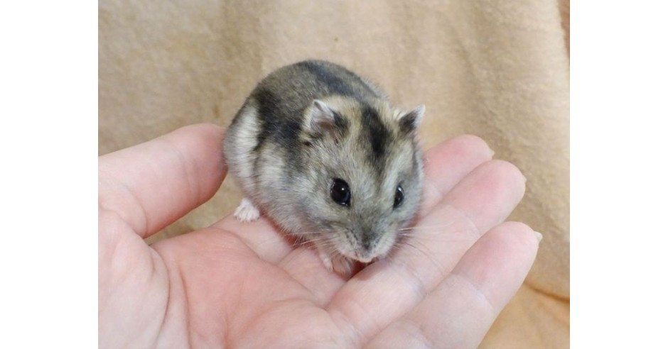 Vand Urgent Hamster Siberian Arhiva Okaziiro