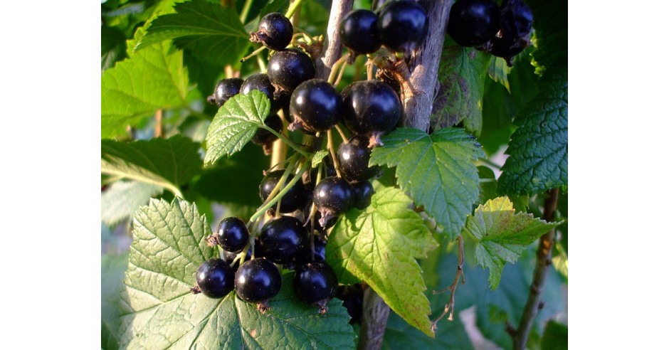 Coacaze negre din cultura BIO | arhiva Okazii.ro