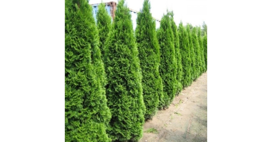 Tuia Smarald (Thuja occidentalis), la ghiveci | arhiva Okazii.ro