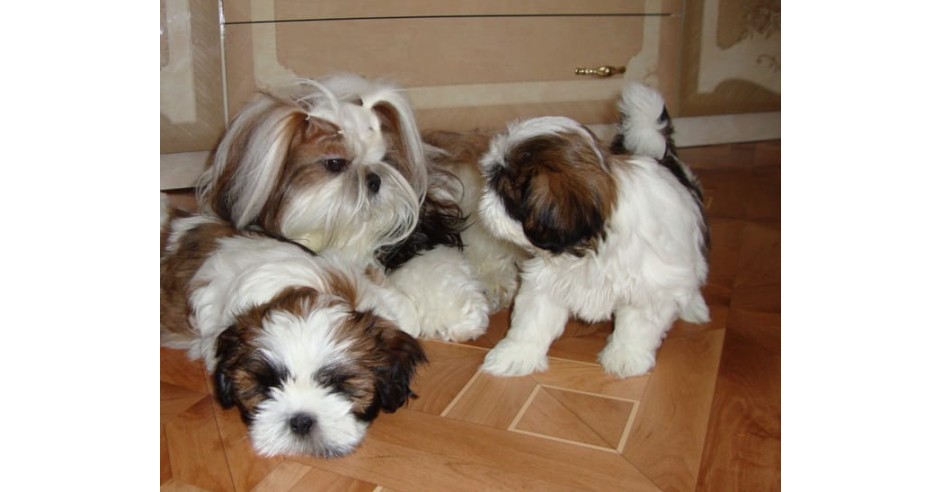Catei rasa shih tzu | arhiva Okazii.ro