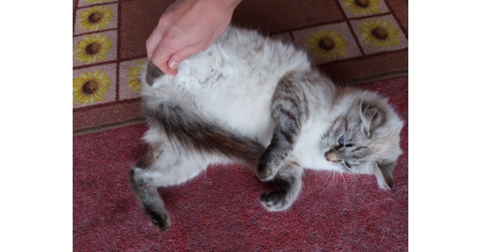 Pisica persana | arhiva Okazii.ro