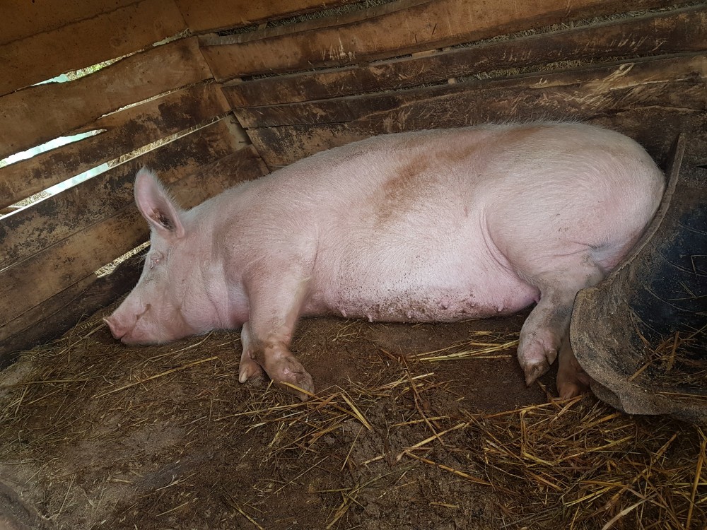 Porc mare de vanzare,rasa pic | arhiva Okazii.ro