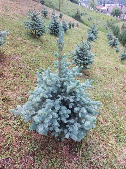 Pachet 50 bucati puieti molid albastru-Picea pungens Glauca Super Blue ...