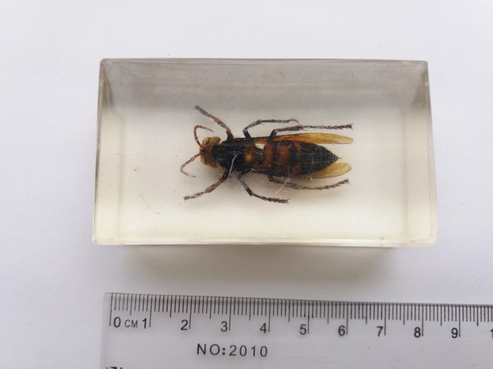 Insecte in rasina-Colectia Deagostini-2 | Okazii.ro