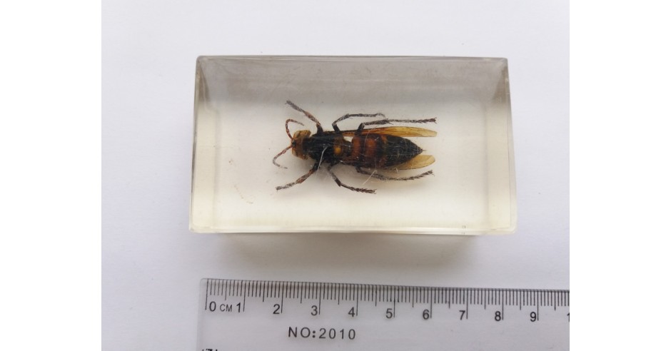 Insecte in rasina-Colectia Deagostini-2 | Okazii.ro