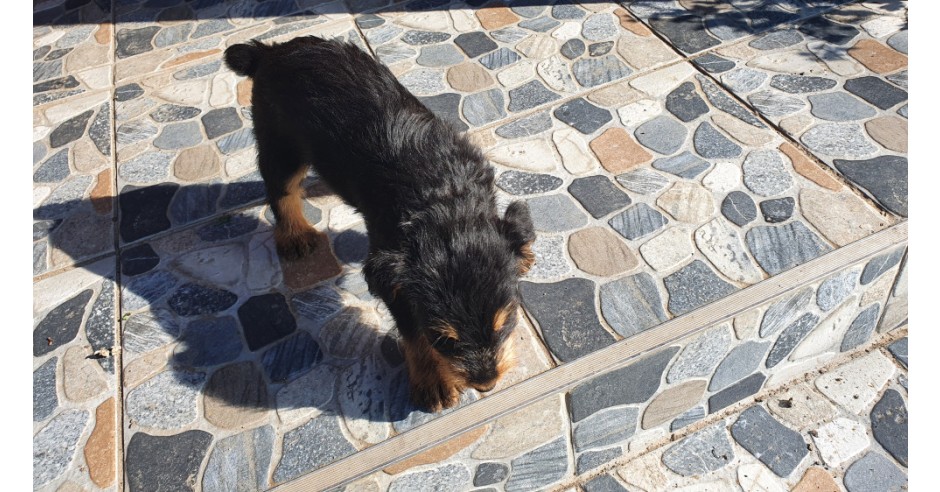 catei jagd terrier | arhiva Okazii.ro