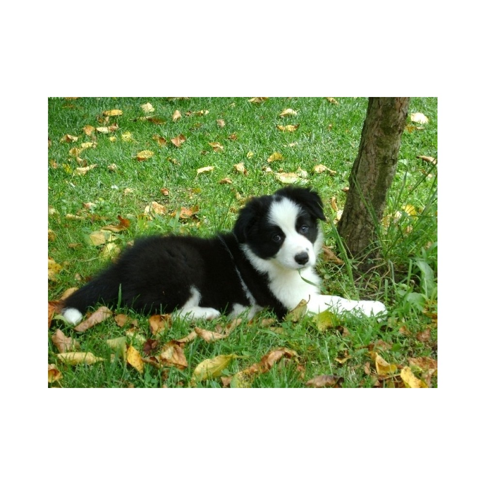Caini border collie bucuresti | arhiva Okazii.ro