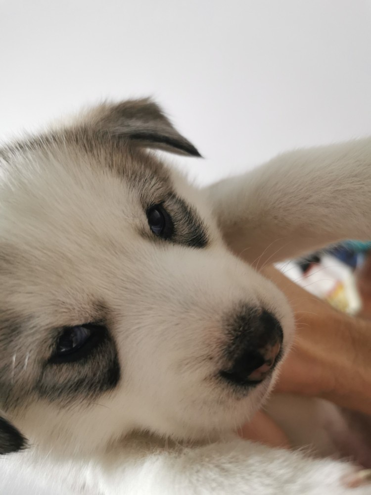 Pui husky 4 saptamani | arhiva Okazii.ro