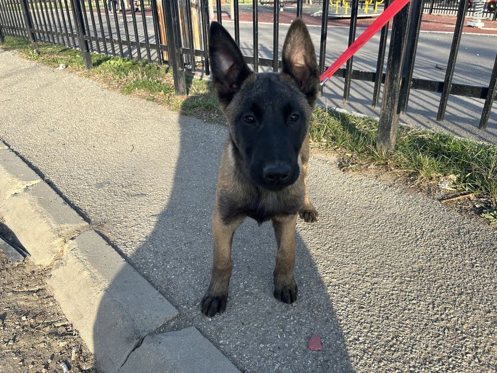 Pui de Malinois Belgian de rasă | Okazii.ro