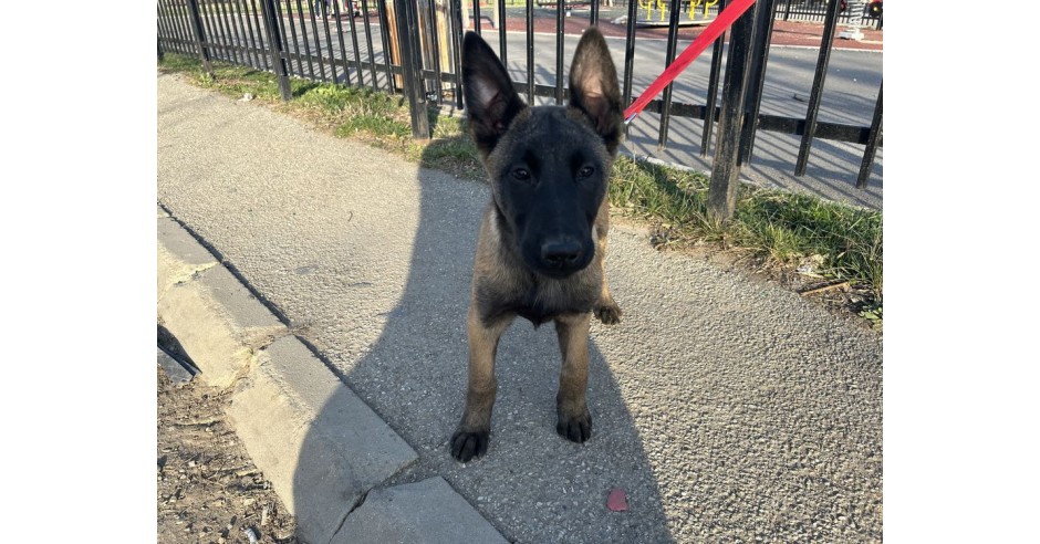 Pui de Malinois Belgian de rasă | Okazii.ro