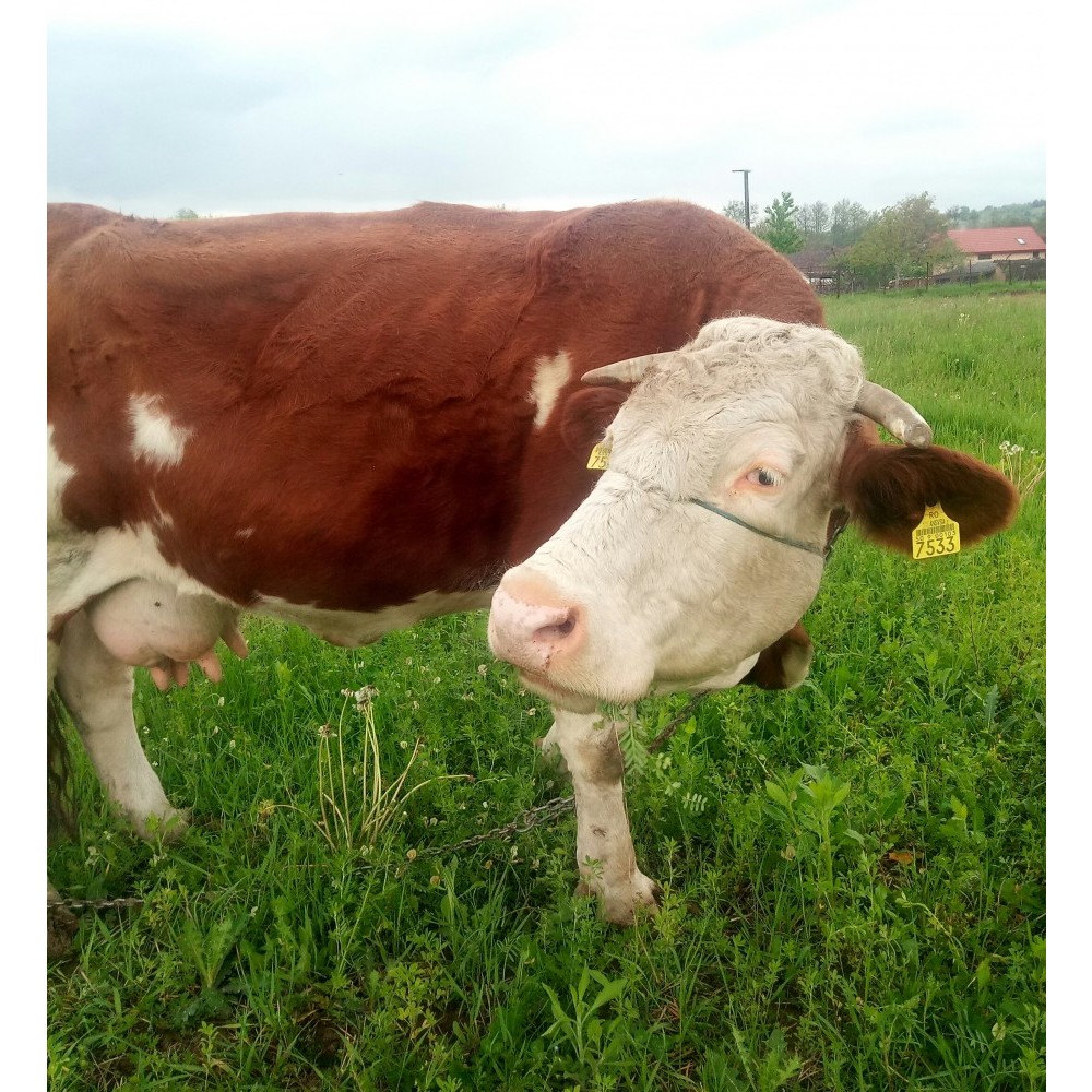 Vaca Baltata romaneasca | arhiva Okazii.ro