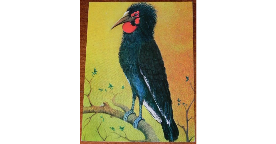 Carte postala muzeul antipa pasari pasare rinocer africana, Necirculata ...