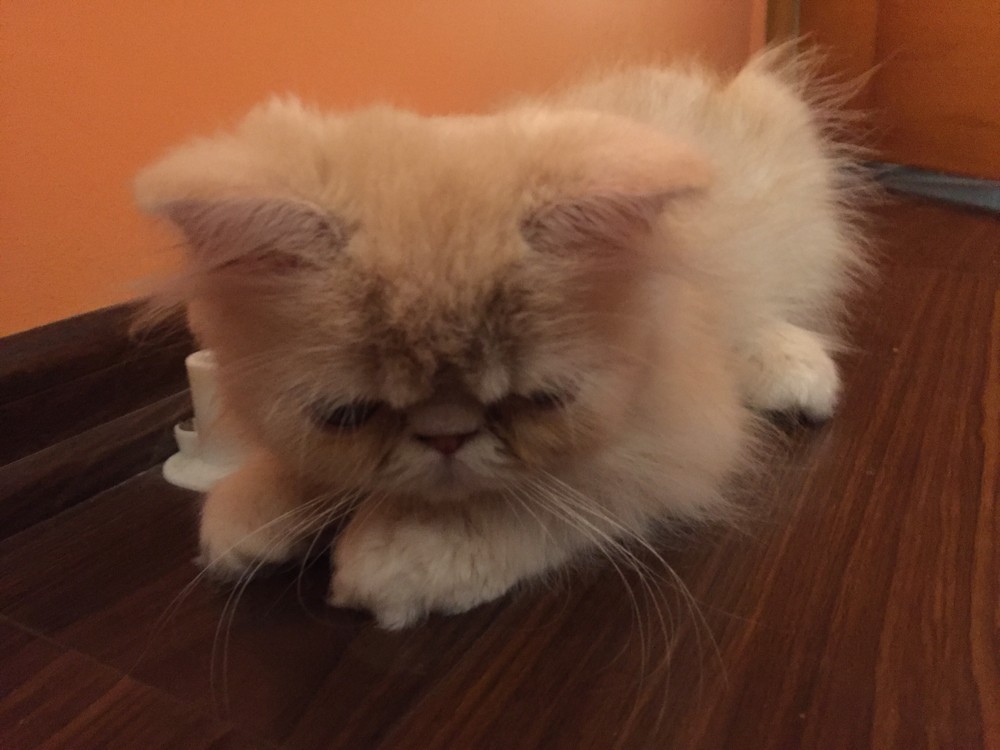 pisica persana pui | arhiva Okazii.ro