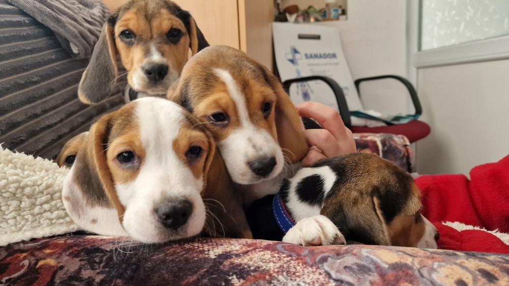 Catei beagle tricolor de vanzare | arhiva Okazii.ro
