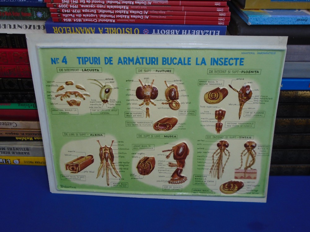 PLANSA DIDACTICA , PERIOADA COMUNISTA : TIPURI DE ARMATURI BUCALE LA ...