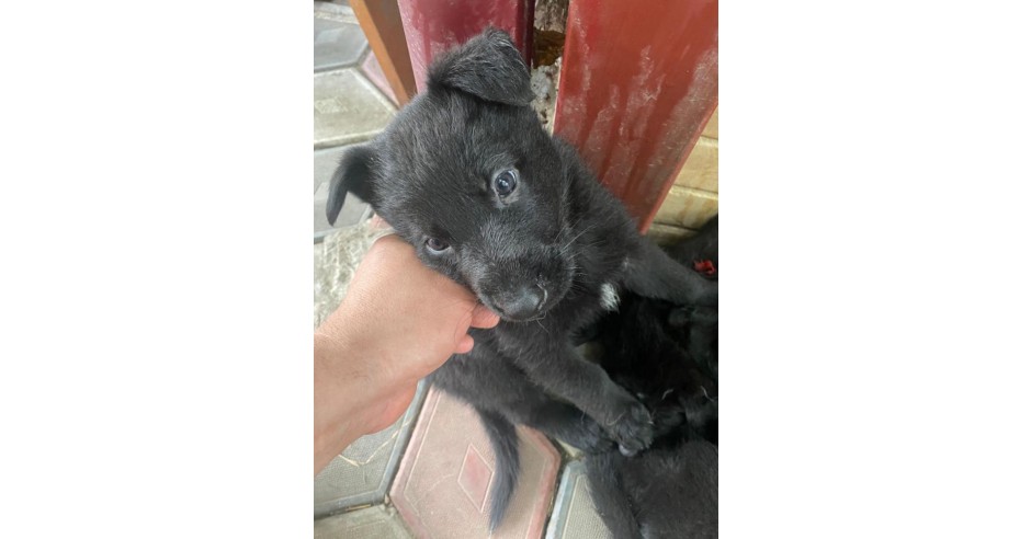 Pui caine lup ciobanesc alsacian complet negru talie mare | arhiva ...