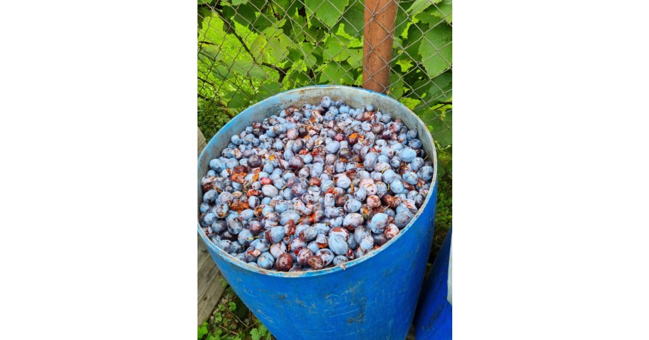 Borhot prune pentru produc?ia de palinca | arhiva Okazii.ro