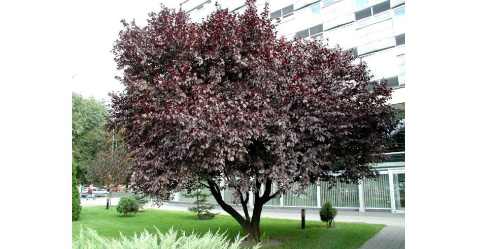 Corcodus rosu (Prunus cerasifera Nigra) | arhiva Okazii.ro