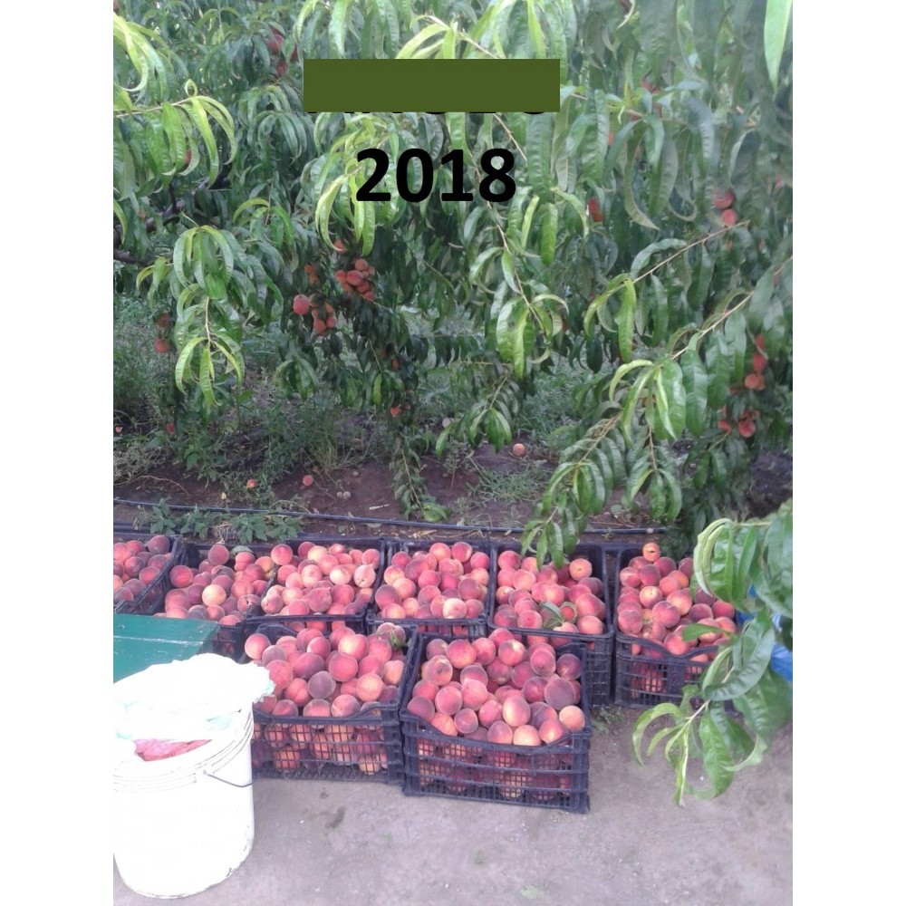 Livada de Pomi Fructiferi cu Locuinta | arhiva Okazii.ro