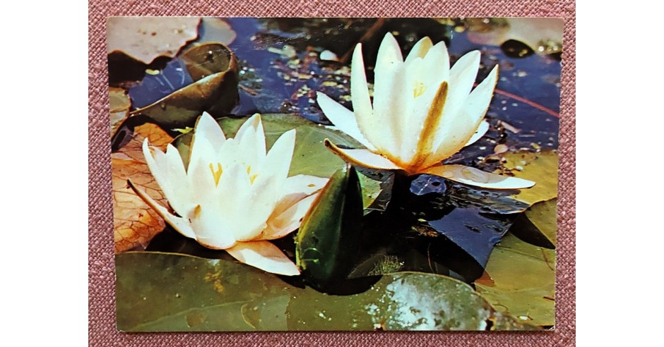 Muzeul de istorie naturala Sibiu - Nufar alb - Necirculata, Printata ...