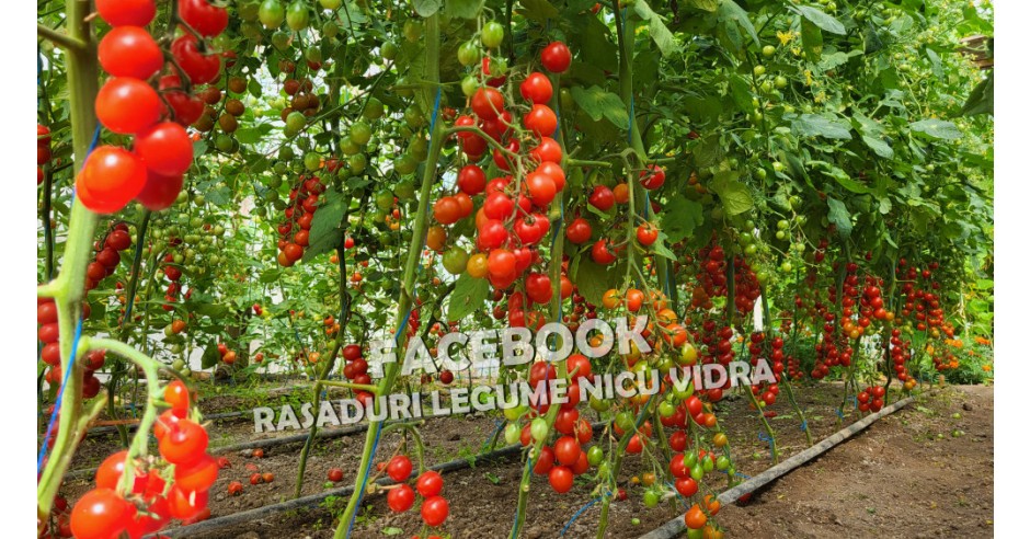 Vand Rasad | Rasaduri Rosii Cherry si Diverse Specialitati 2025 | Okazii.ro
