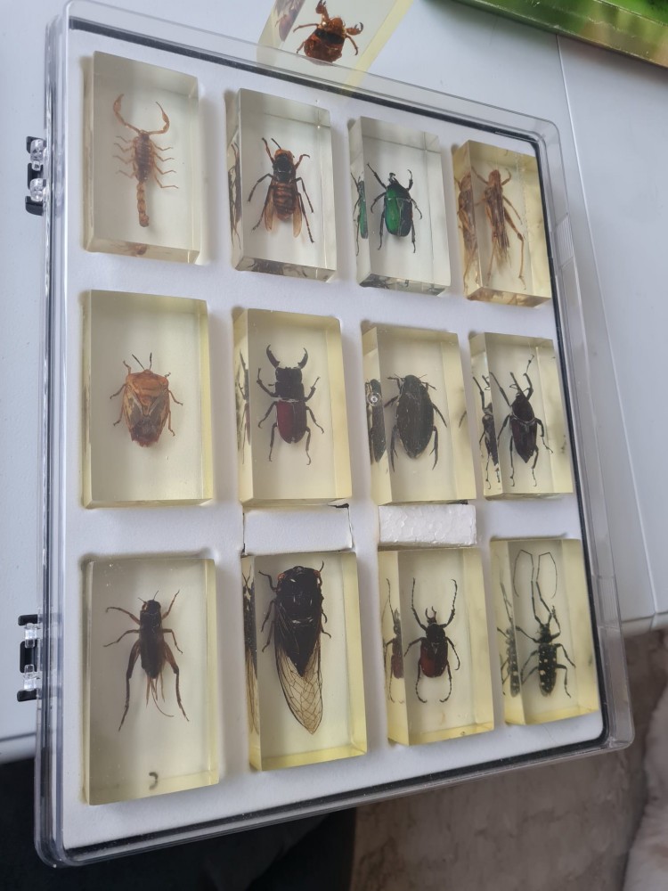 Insectar - colec?ie de insecte rare | arhiva Okazii.ro