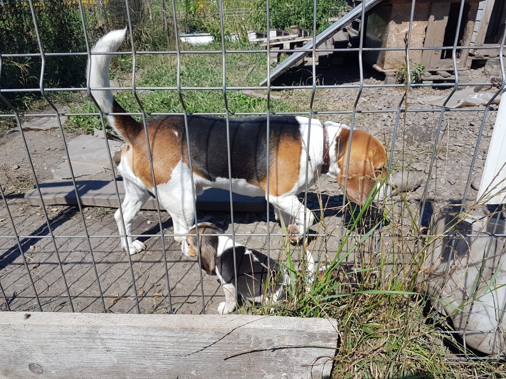 Pui beagle 6 saptamani vaccinati cu carnet, rasa pura | arhiva Okazii.ro