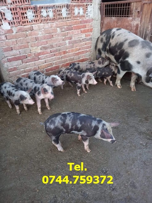 Vand purcei si doi porci rasa Petrean | arhiva Okazii.ro