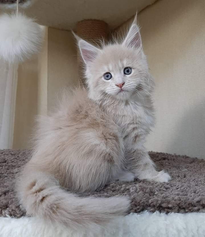Vand pui de pisica maine coon | Okazii.ro Vand pui de pisica maine coon | Okazii.ro