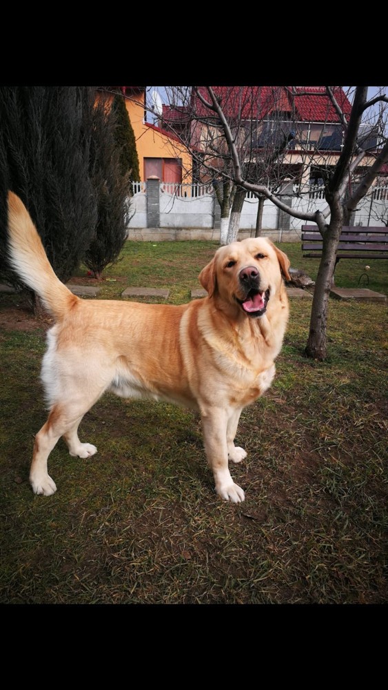 Pui Labrador | arhiva Okazii.ro