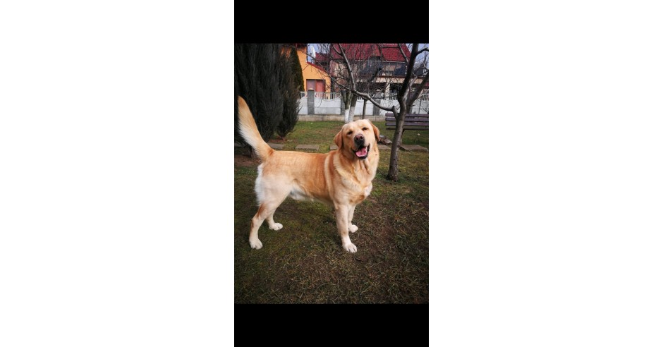 Pui Labrador | arhiva Okazii.ro