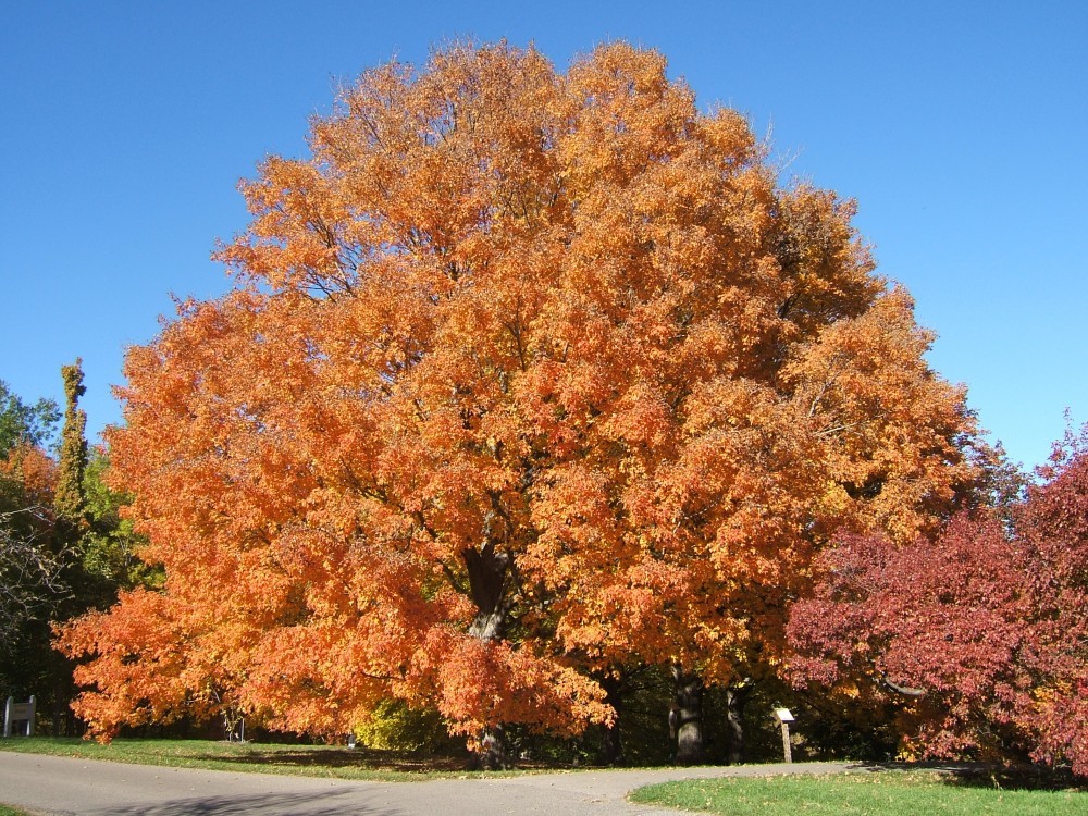 Artar argintiu (Acer saccharinum) 90-120 cm | arhiva Okazii.ro