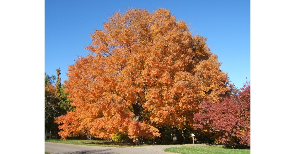 Artar argintiu (Acer saccharinum) 90-120 cm | arhiva Okazii.ro