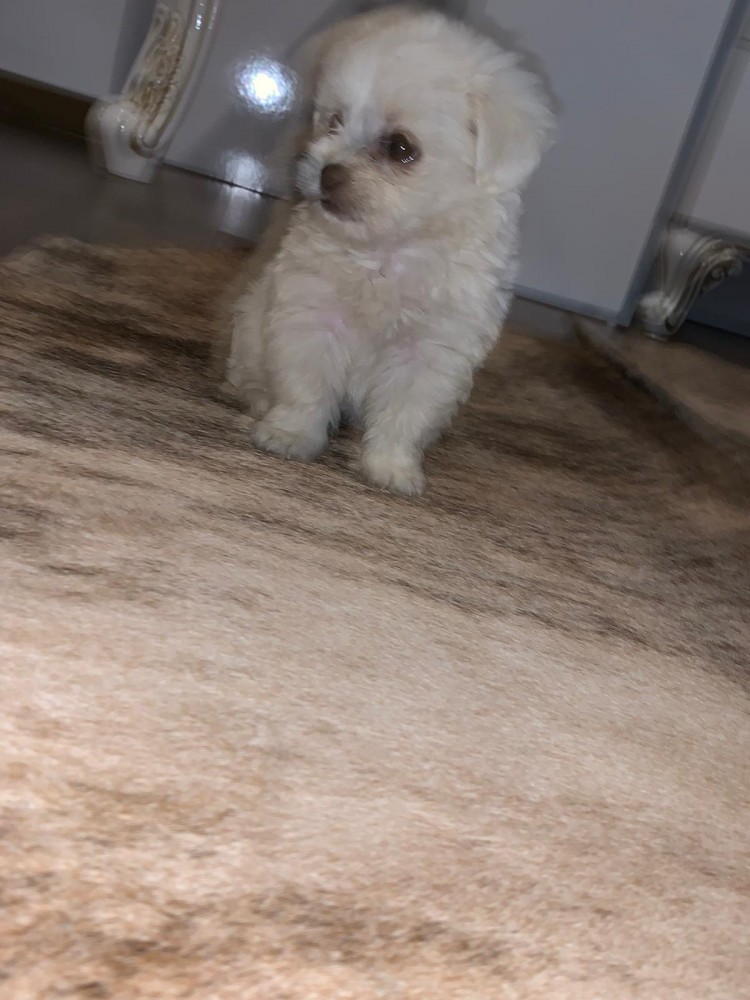 Vand catel rasa bishon mini toy in varsta de 8 saptamani | arhiva Okazii.ro