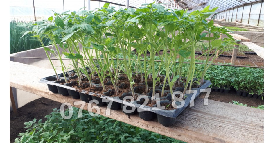 Rasaduri Legume Rasad Rosii Inima de bou Prekos Rila Reyana Ardei Etc ...