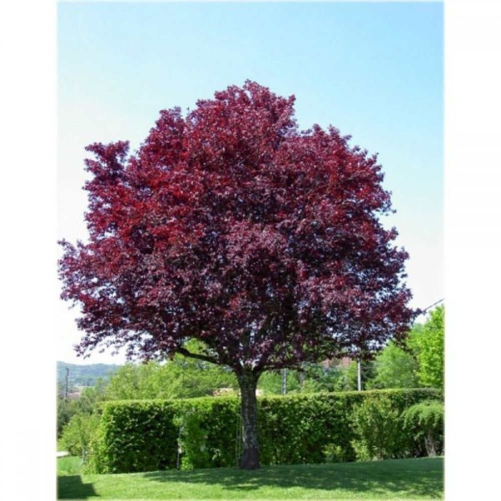 Corcodus ornamental rosu, (Prunus cerasifera Nigra), la ghiveci ...