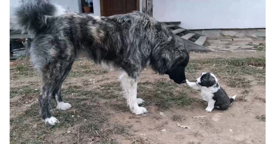 Metis pui caine talie mare | arhiva Okazii.ro