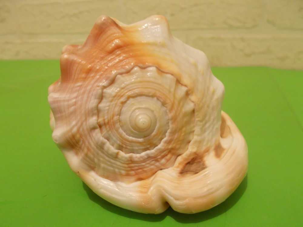 Frumoasa COCHILIE de SCOICA oceanica , melc | arhiva Okazii.ro