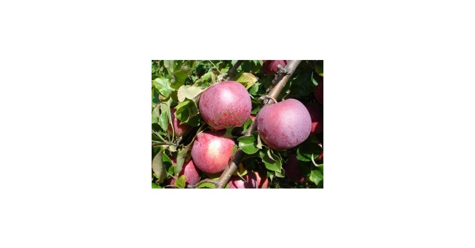 Mar Florina (MM106) | arhiva Okazii.ro