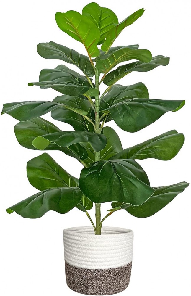 Planta Ficus Artificiala In Cos De Bumbac Cu Frunze Verzi, Inaltime 78 ...