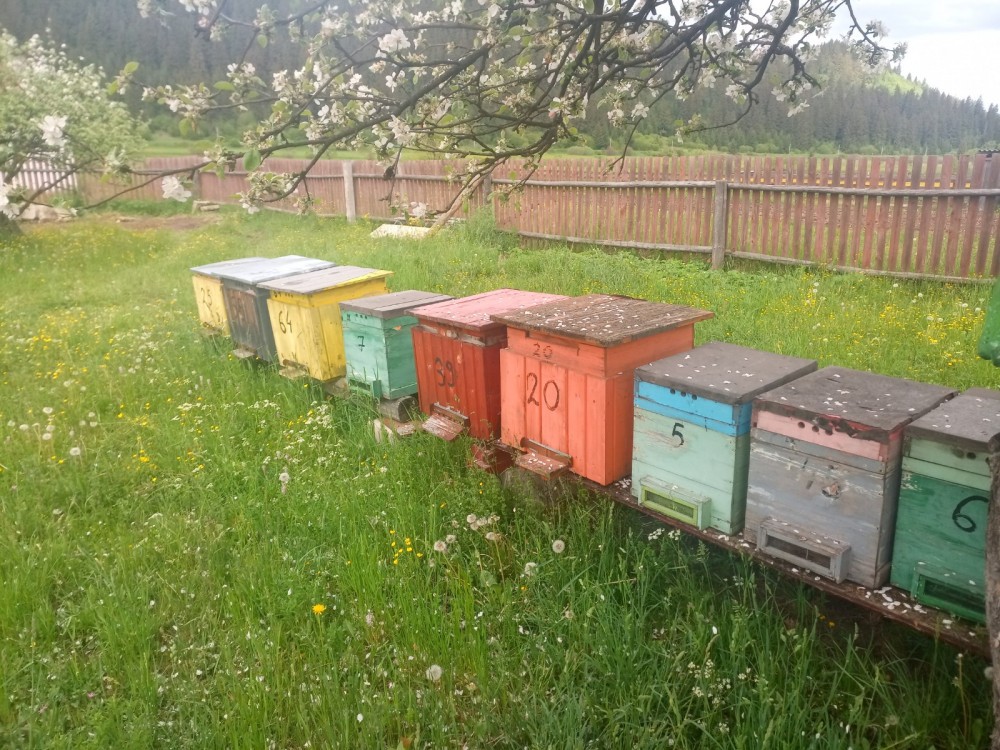 Stupi albine din lemn natural | arhiva Okazii.ro