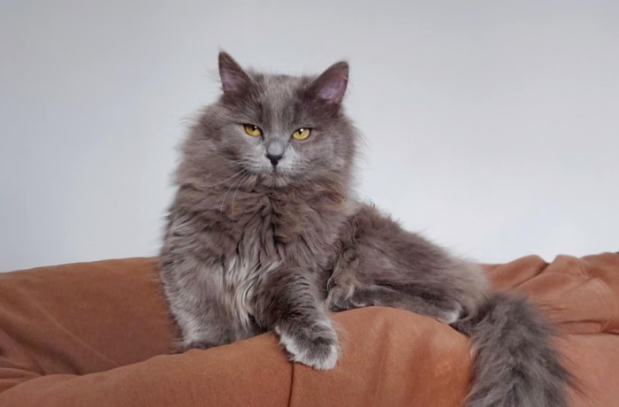 Pisica Angora Turceasca, rasa pura, afectuoasa, inteligenta, perfecta ...