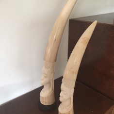 Cauti COLT DE FILDES ELEFANT / CORN DE FILDES ELEFANT (1.780 grame ...